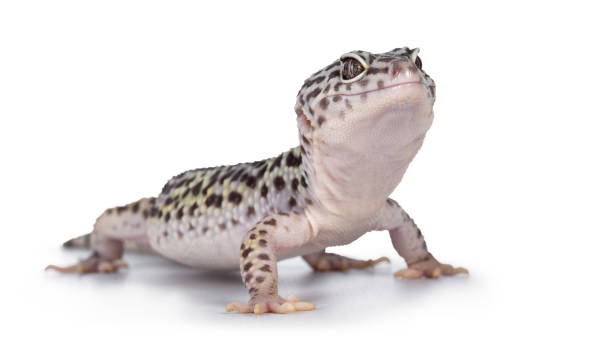 What Is Reptile Brumation? Brumation vs Hibernation