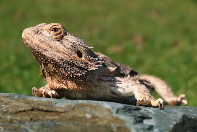 What Are the Best Pet Lizards for Beginners?